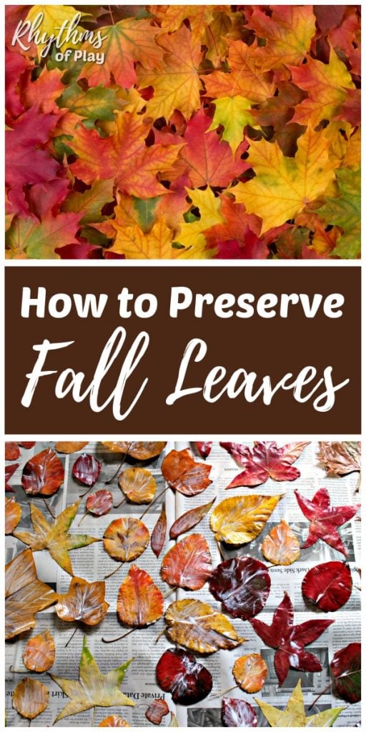 How To Preserve Leaves Best Methods Tips And Tricks Rhythms Of Play