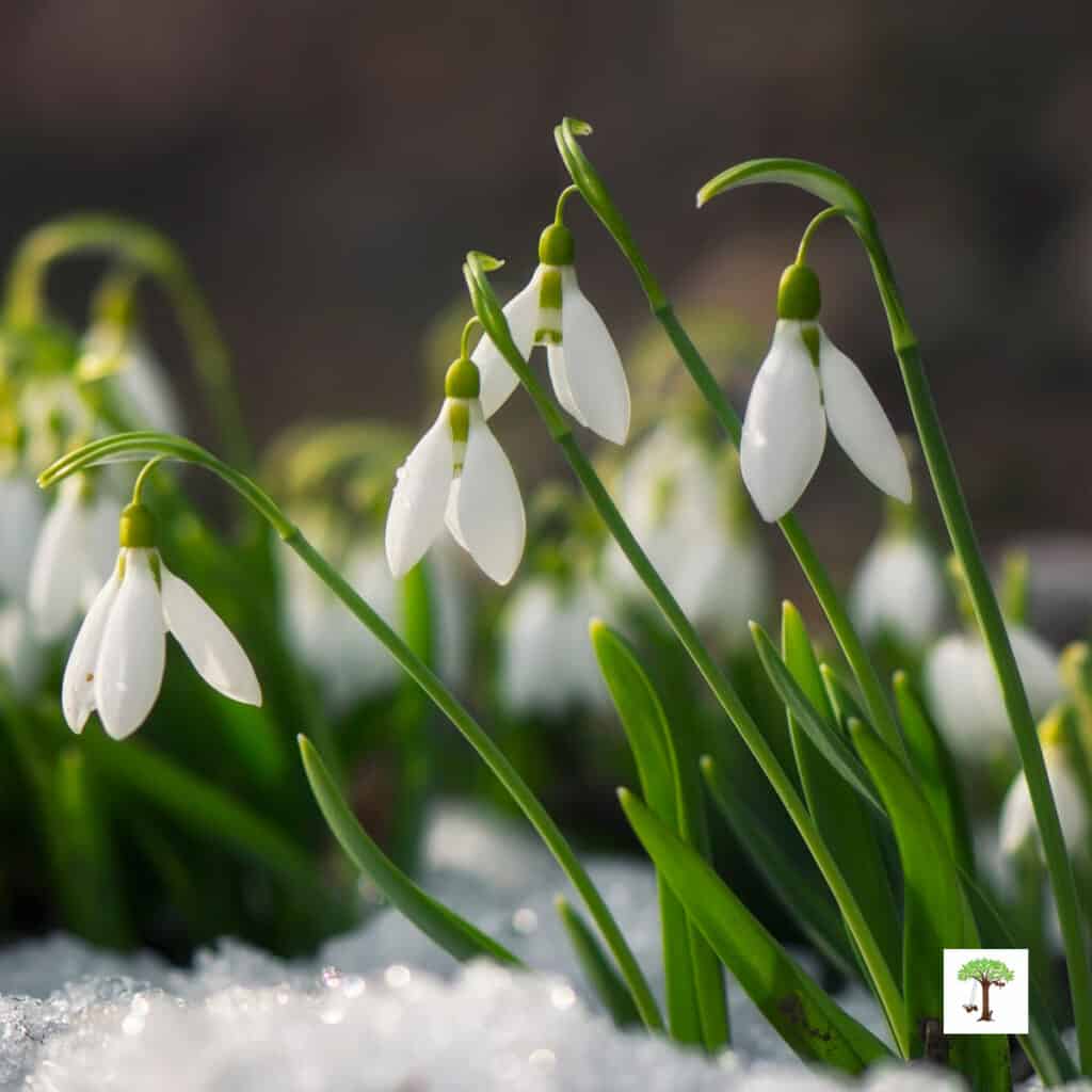 Signs of Spring Nature Scavenger Hunt for Kids with Printable | RoP