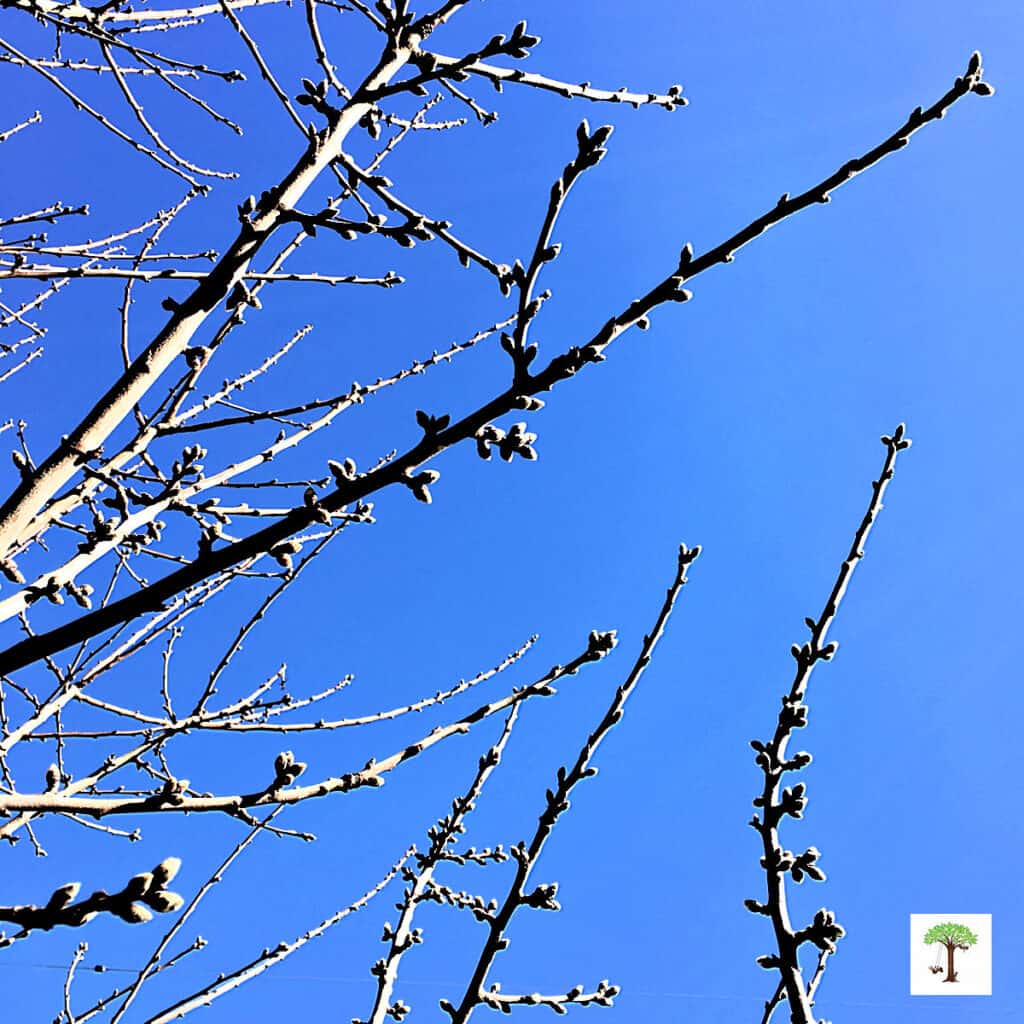 Signs of Spring Nature Scavenger Hunt for Kids with Printable | RoP