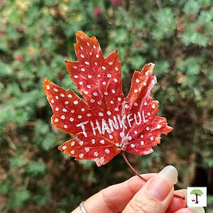 How to Preserve Leaves: Best Methods, Tips, and Tricks! - Rhythms of Play